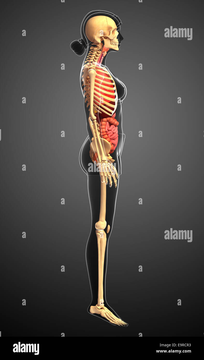 Illustration of female skeleton digestive system Stock Photo - Alamy