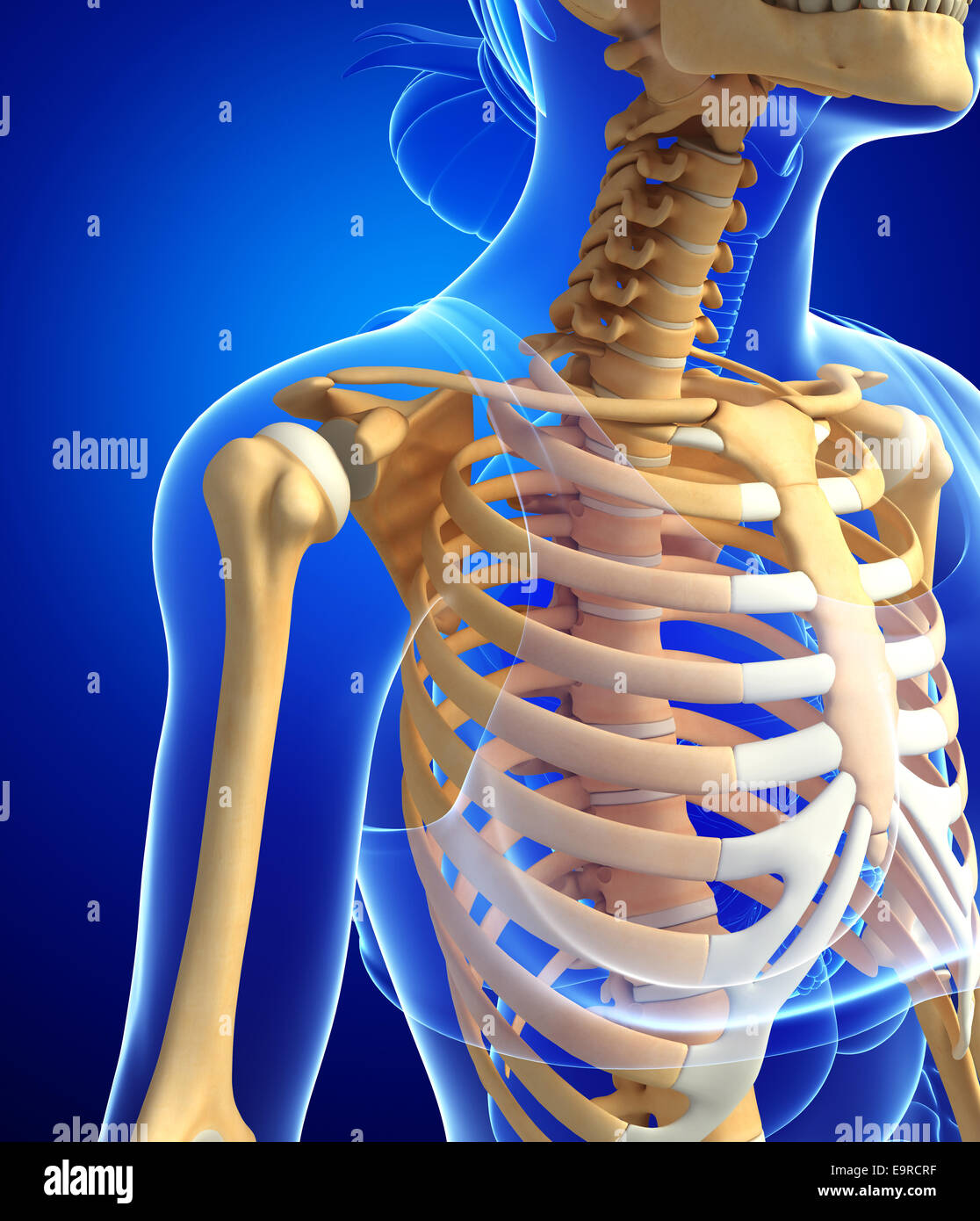 Illustration of human skeleton anatomy Stock Photo - Alamy