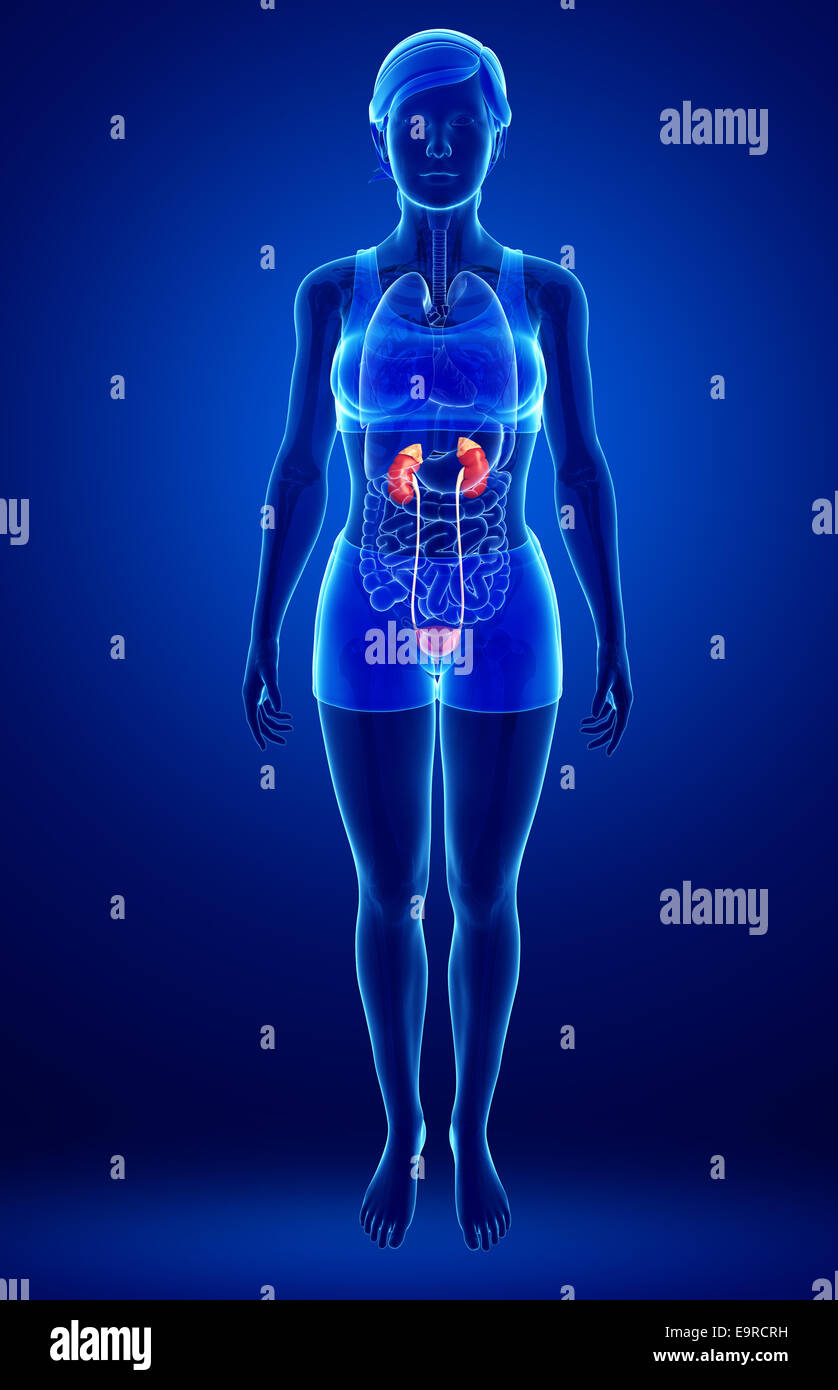 Illustration of Female urinary system Stock Photo - Alamy
