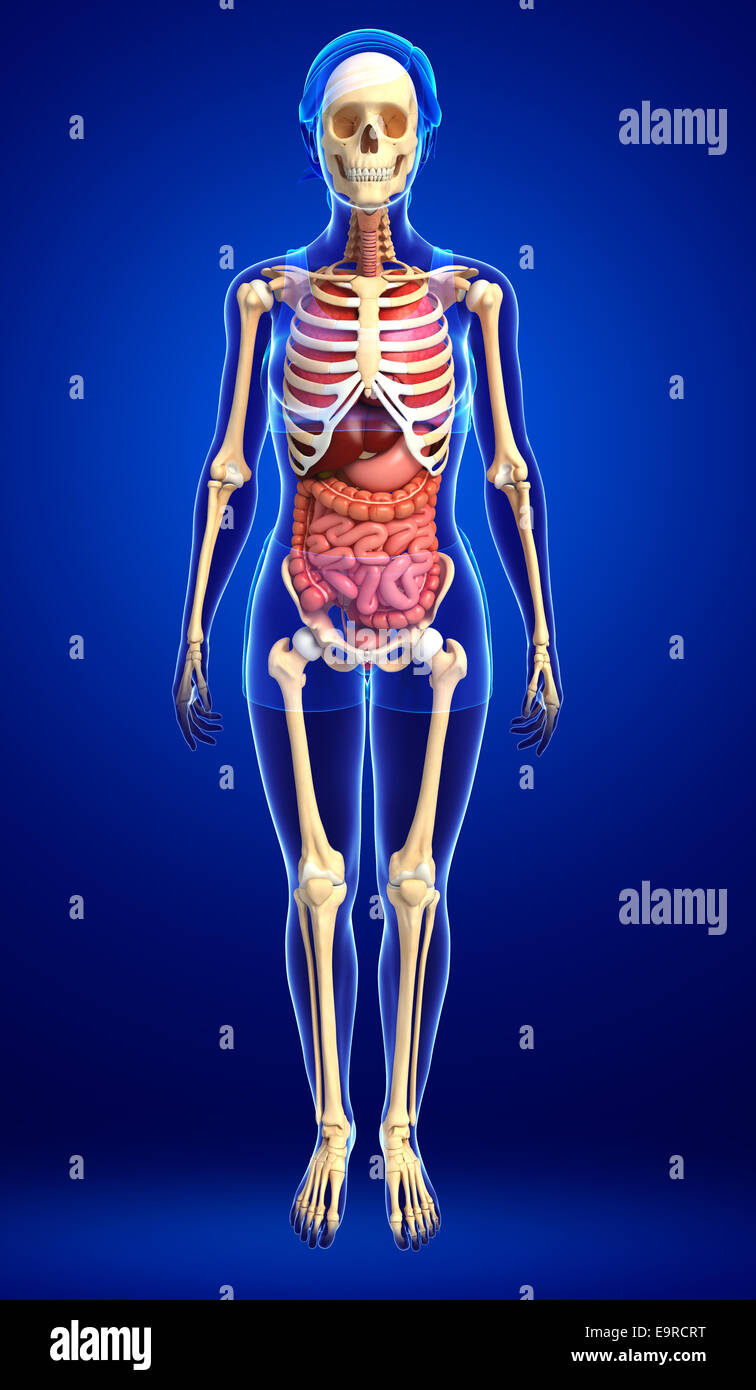 Illustration of female skeleton digestive system Stock Photo - Alamy