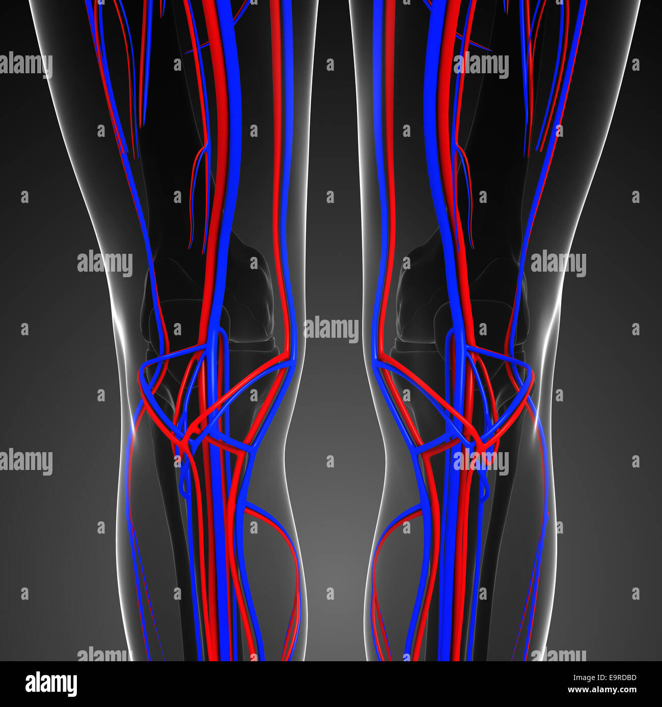 Illustration of Knee circulatory system Stock Photo - Alamy