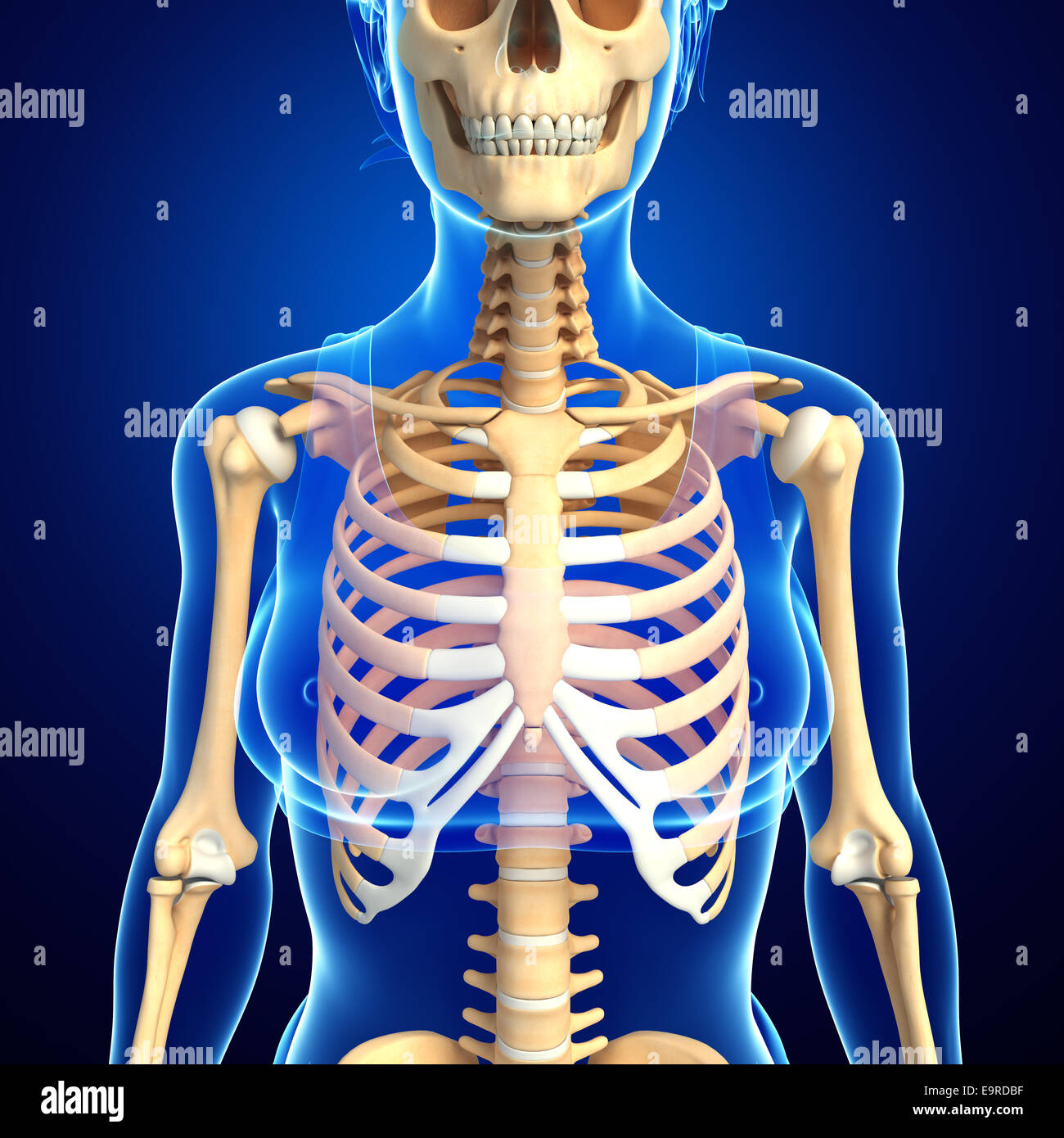 Illustration of human front view skeleton Stock Photo - Alamy