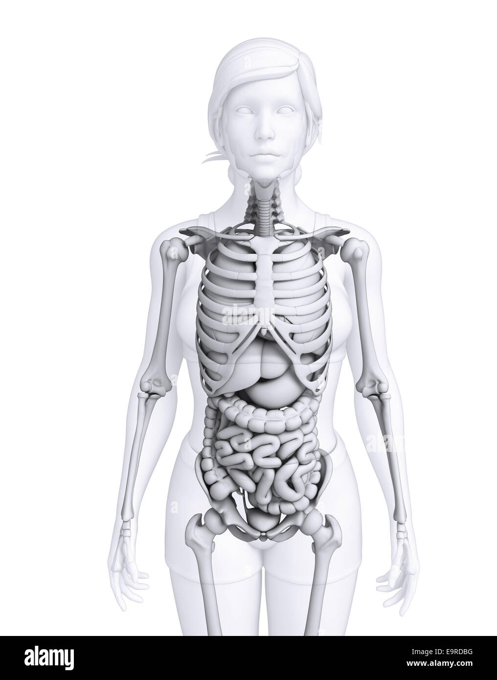 Illustration of female digestive system Stock Photo - Alamy