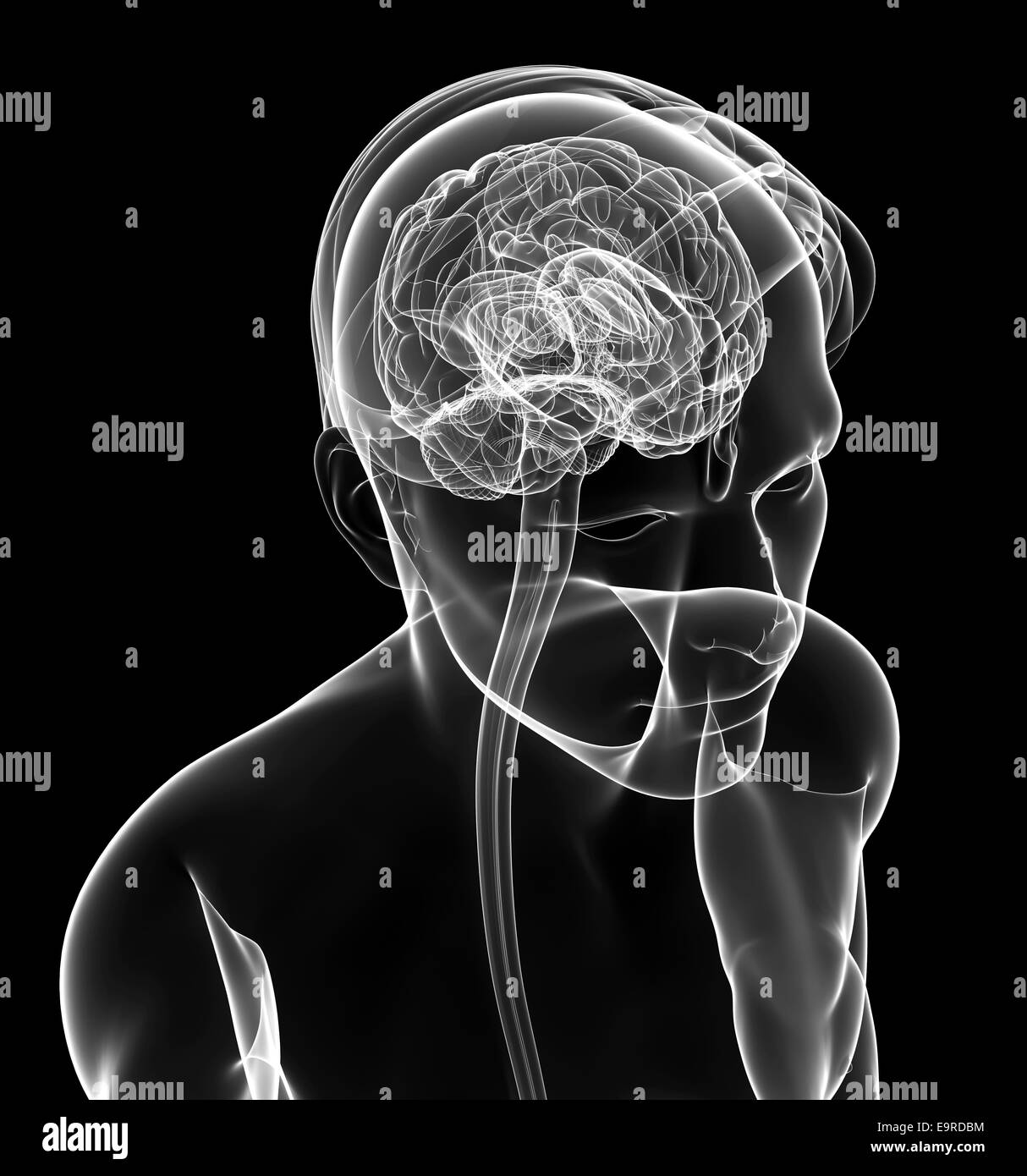 Illustration of male xray brain anatomy artwork Stock Photo - Alamy
