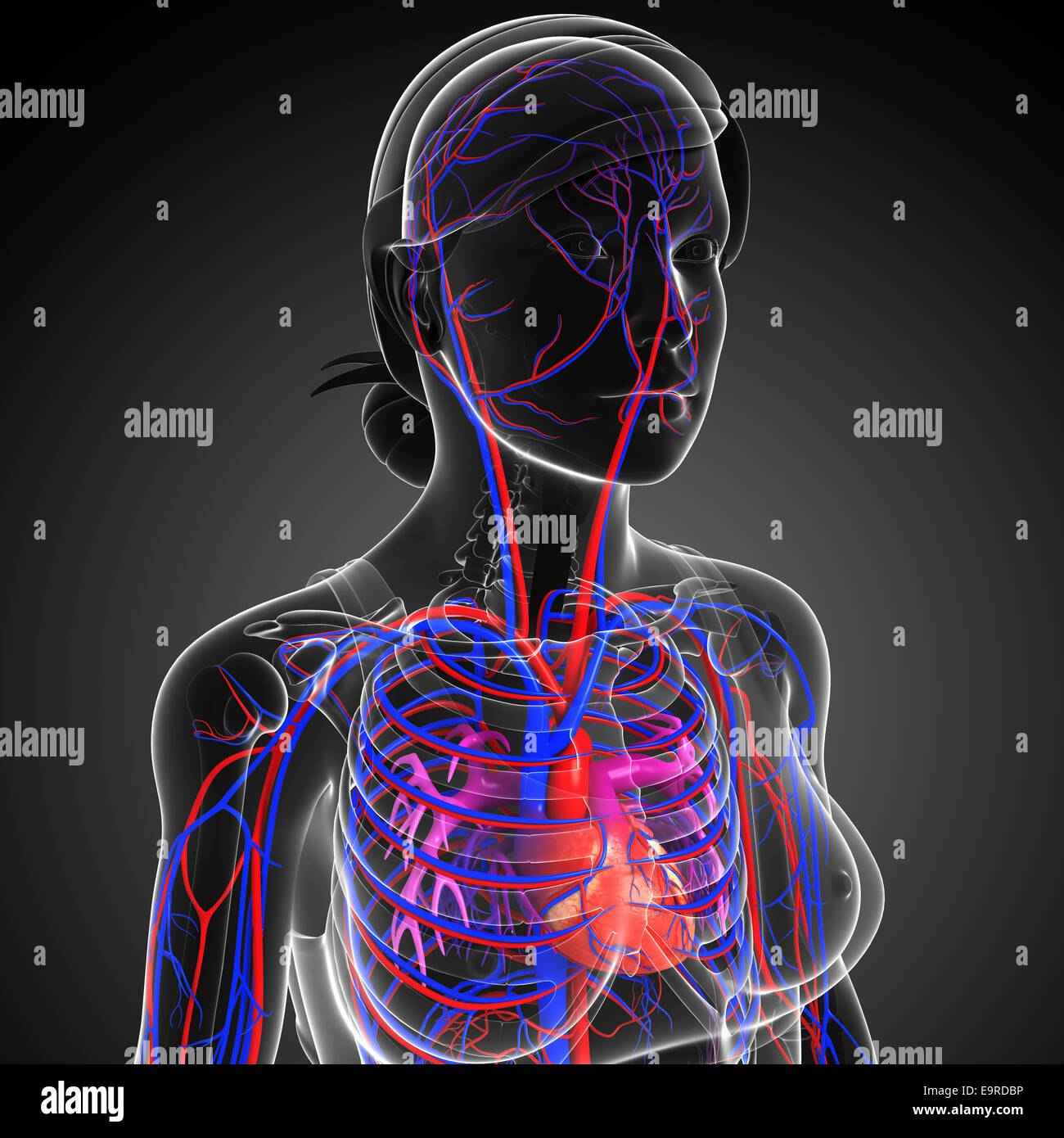 Illustration of Female heart circulatory Stock Photo - Alamy