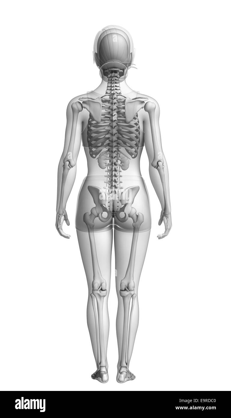 Illustration of female digestive system Stock Photo - Alamy