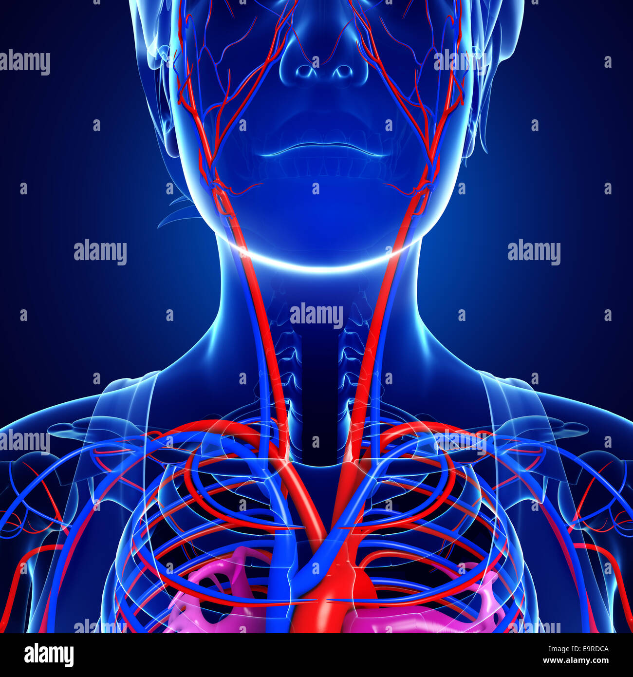 Cardiovascular system x ray hi-res stock photography and images - Alamy