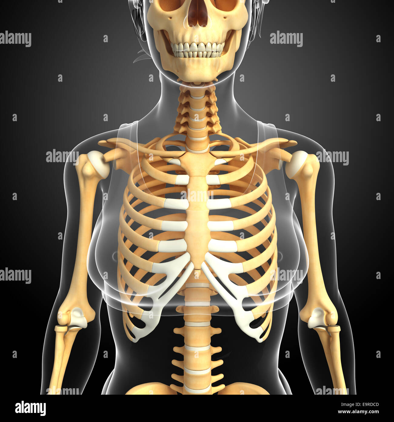 Illustration of human front view skeleton Stock Photo - Alamy