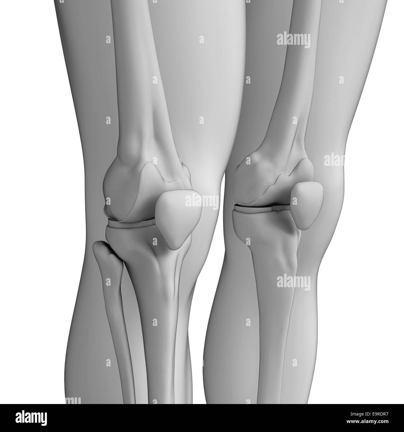 Illustration of human knee artwork Stock Photo - Alamy