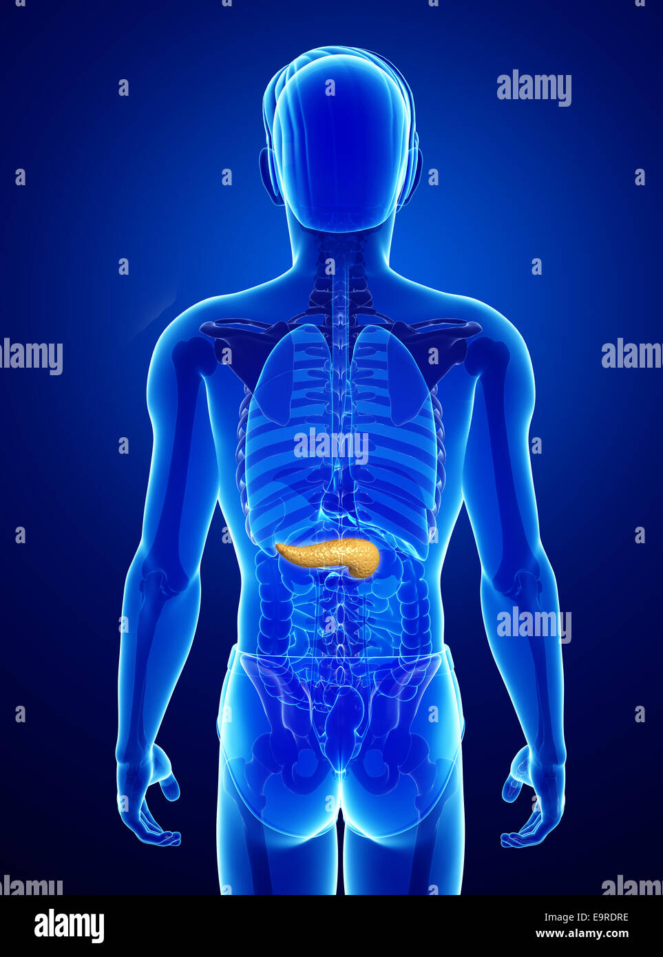 Illustration of male pancreas anatomy Stock Photo - Alamy