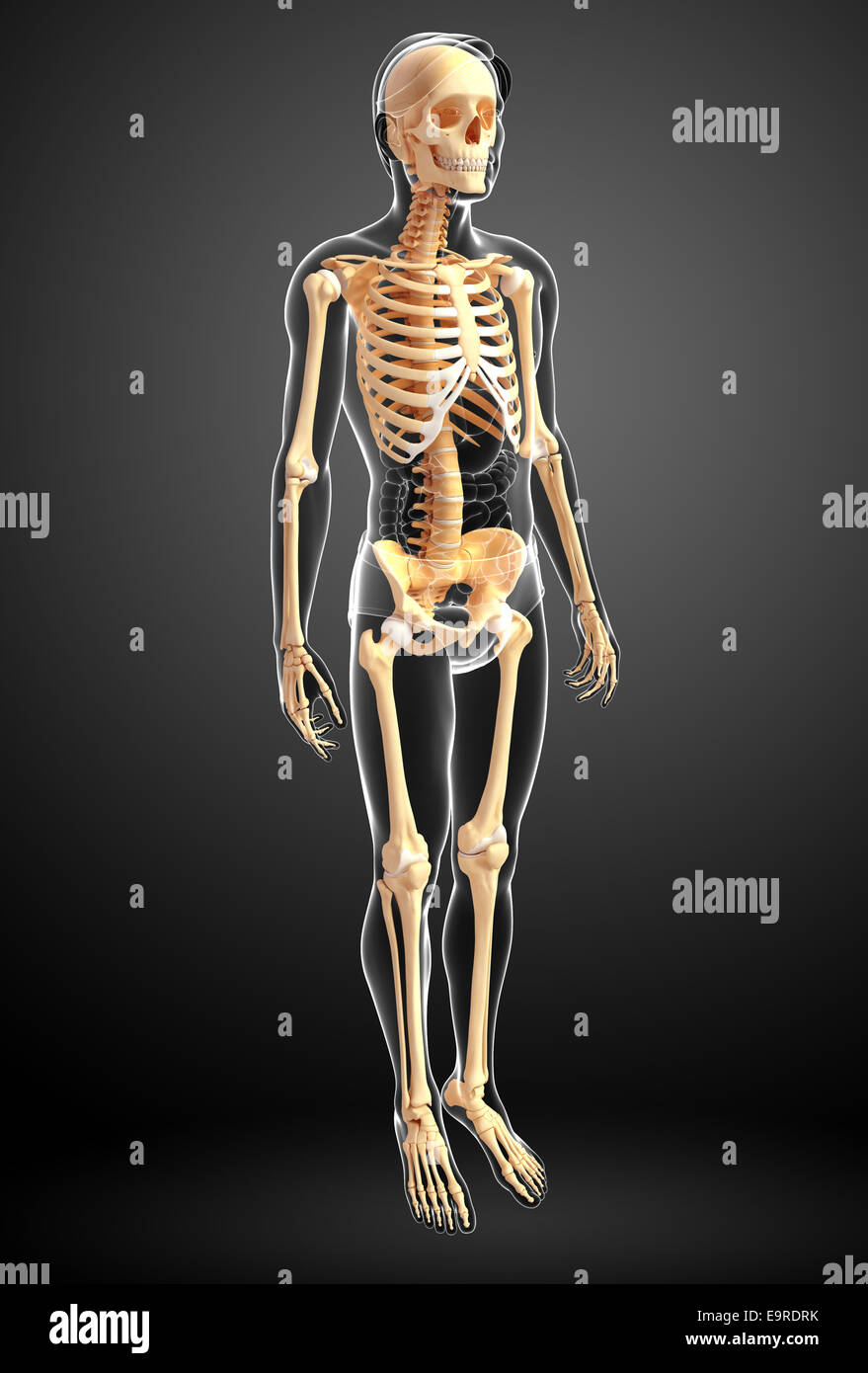 Illustration of human skeleton side view Stock Photo - Alamy