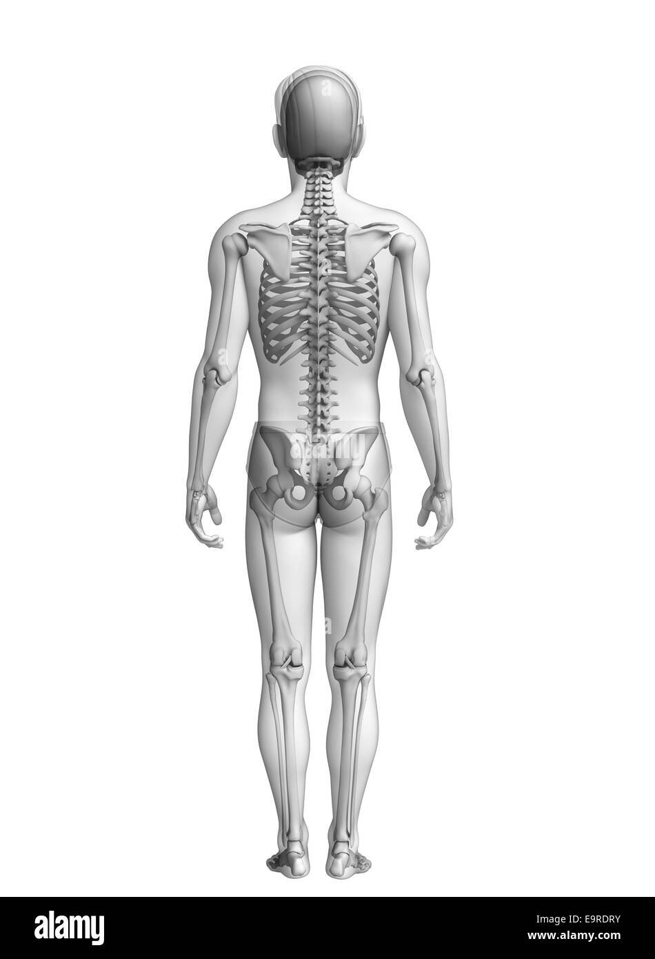 Illustration of male digestive system Stock Photo - Alamy