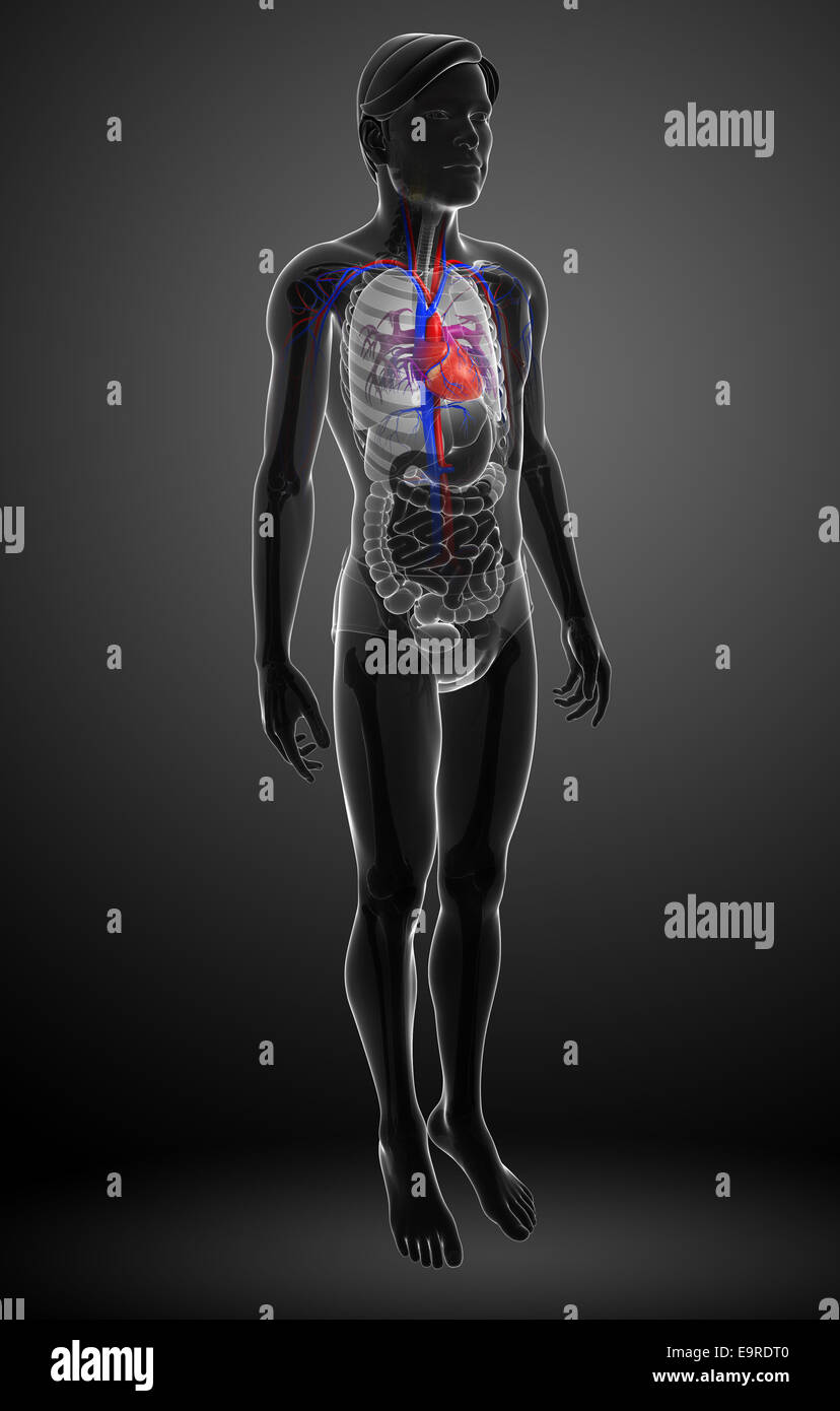 Illustration of Male heart anatomy Stock Photo - Alamy