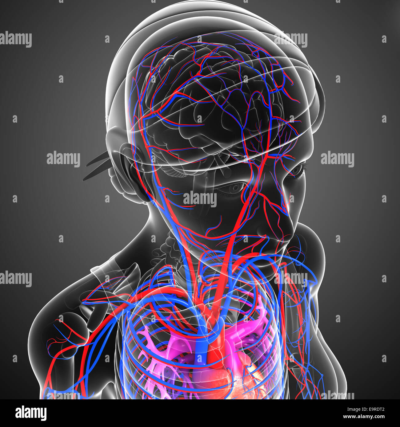 Illustration of brain circulatory system Stock Photo - Alamy