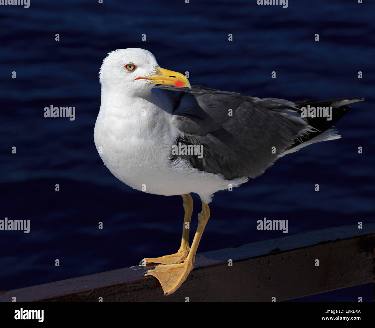 Yellow-legged gull on a background of sea Stock Photo - Alamy