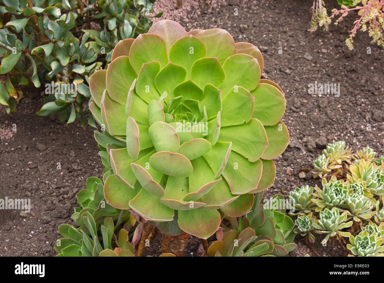 Aeonium arboreum crassulaceae flower hi-res stock photography and ...
