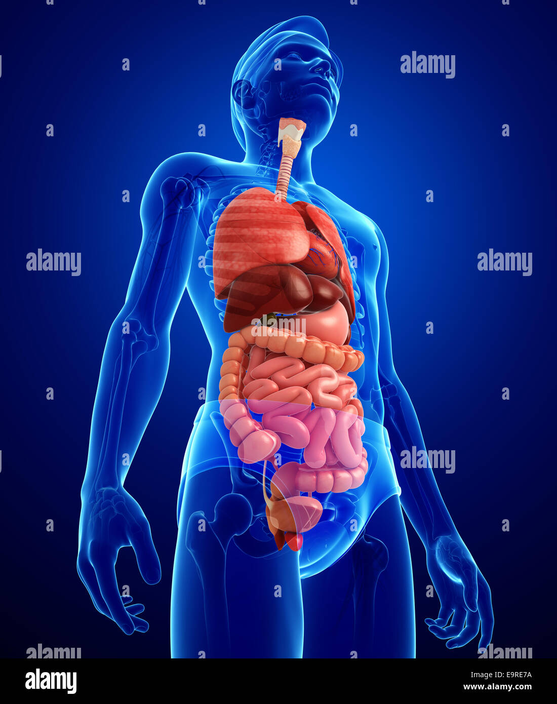 Illustration of male digestive system artwork Stock Photo - Alamy