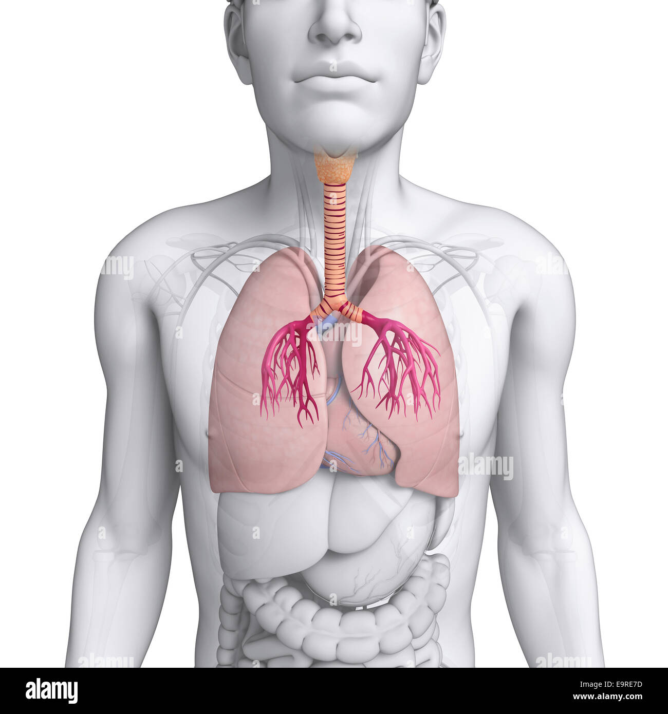 Illustration of male lungs anatomy Stock Photo - Alamy