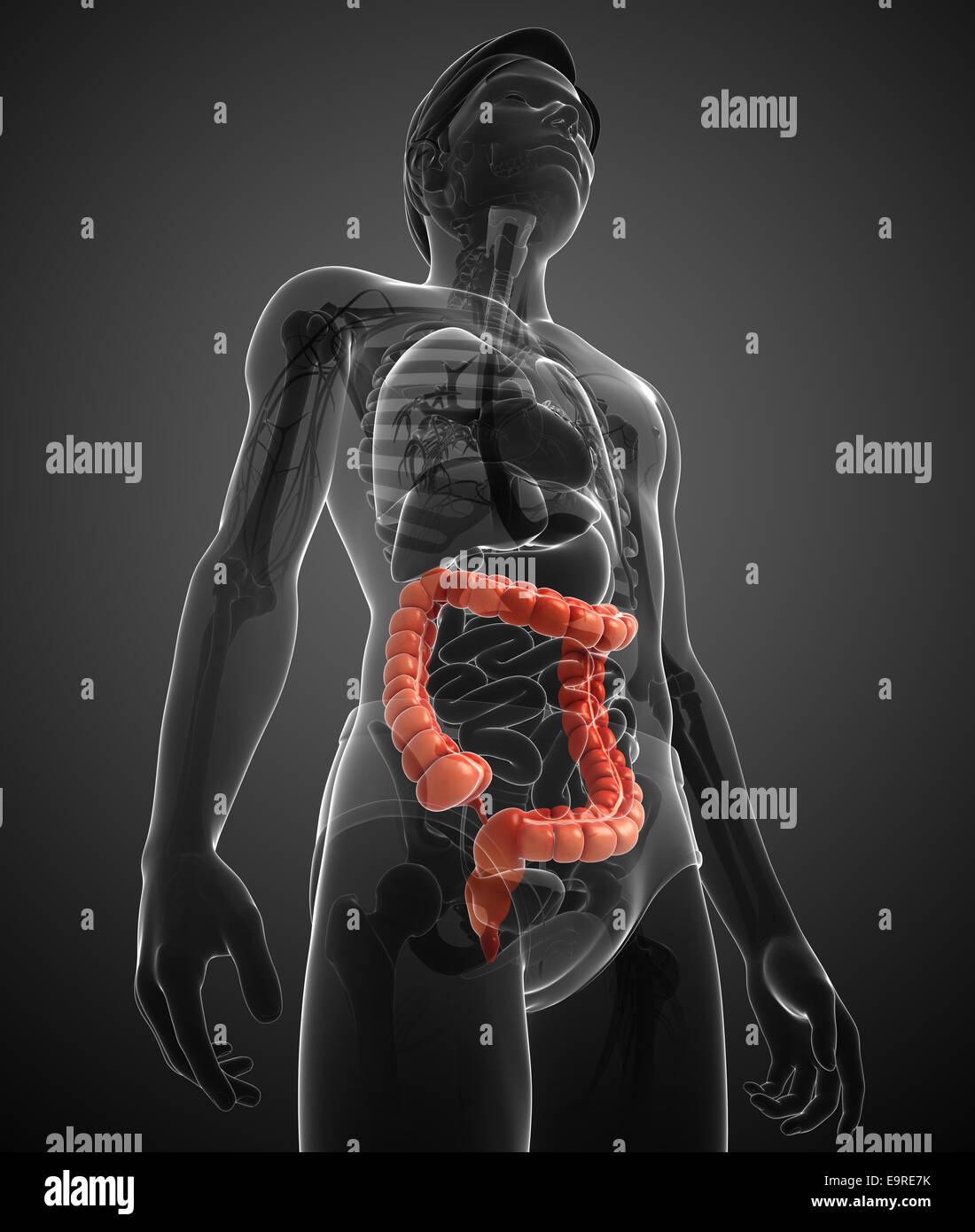 Illustration of Male large intestine anatomy Stock Photo - Alamy