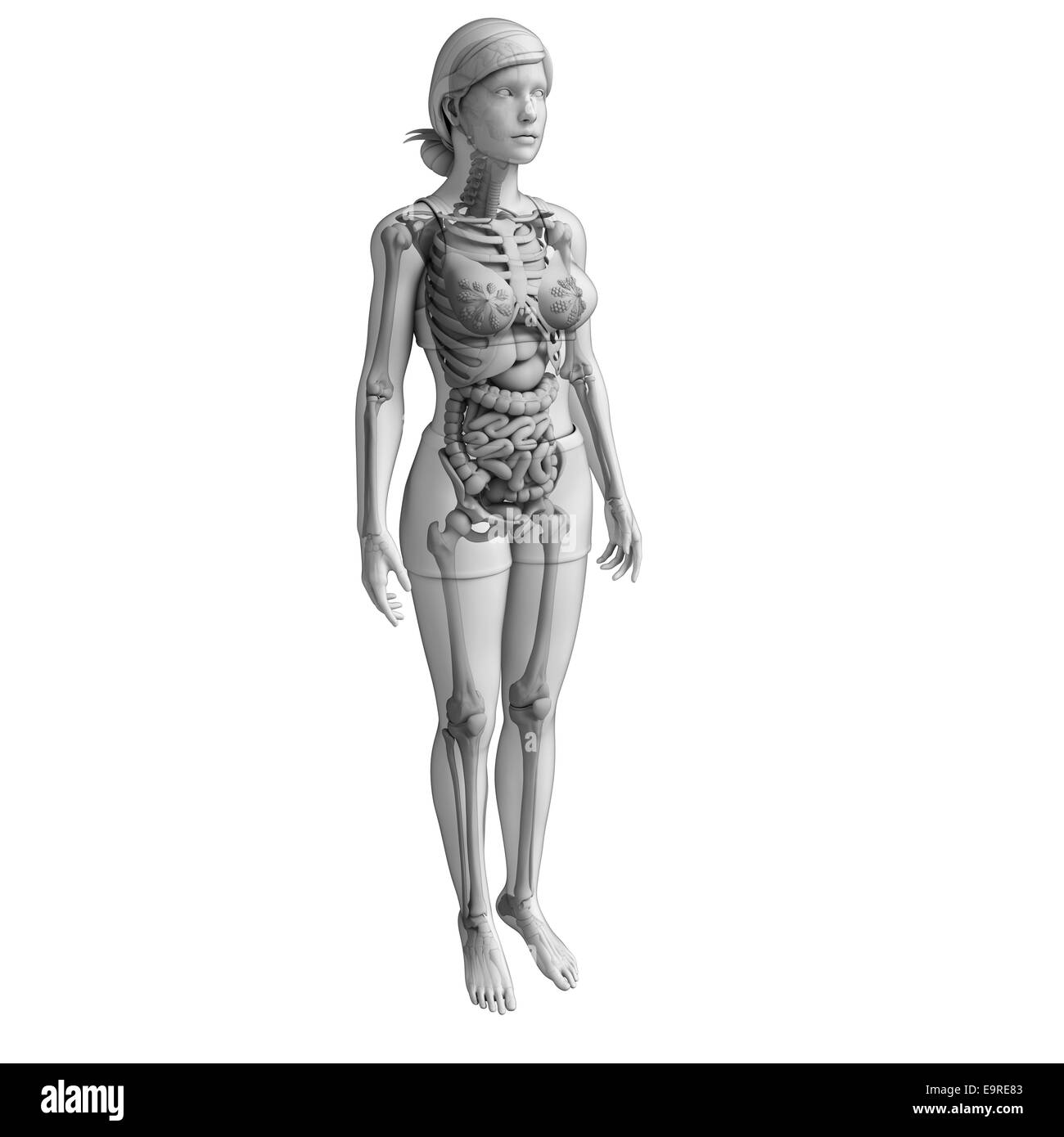 Illustration of female digestive system Stock Photo - Alamy