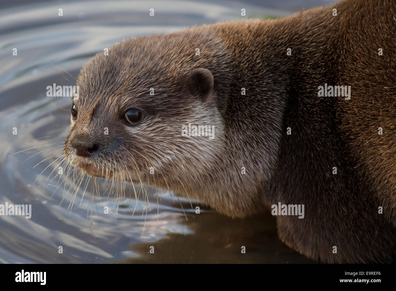 Otter drinking water hi-res stock photography and images - Alamy