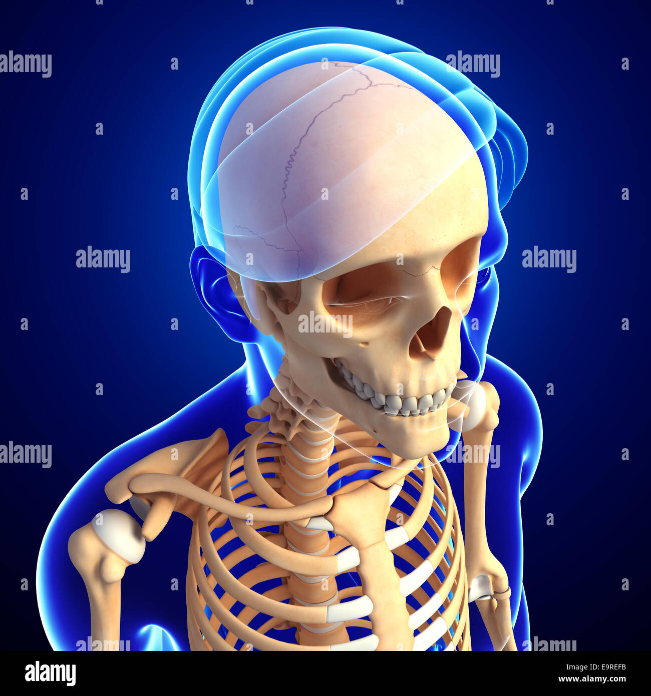 Illustration of human head skeleton Stock Photo - Alamy