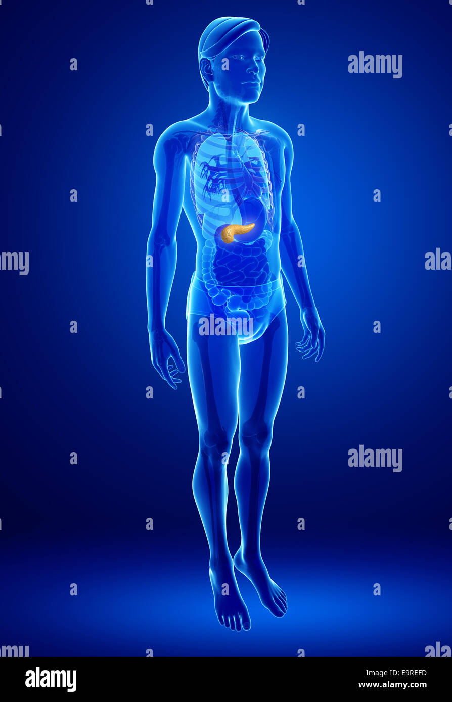 Illustration of male pancreas anatomy Stock Photo - Alamy