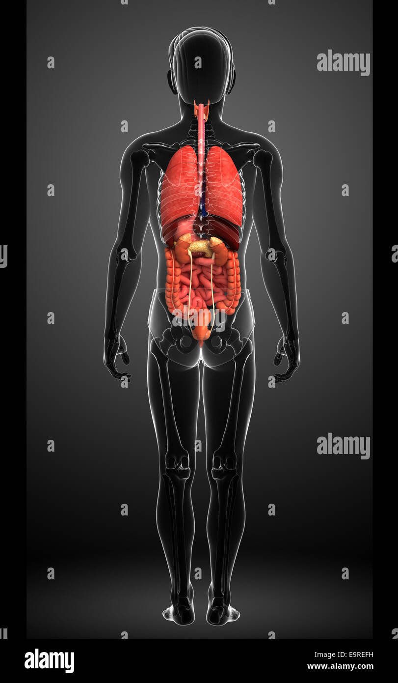 Illustration of male digestive system artwork Stock Photo - Alamy