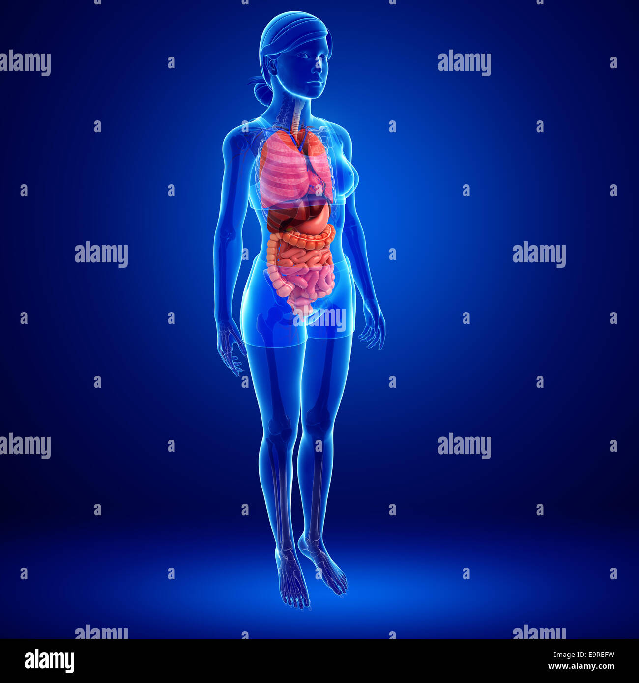Illustration of female digestive system Stock Photo - Alamy