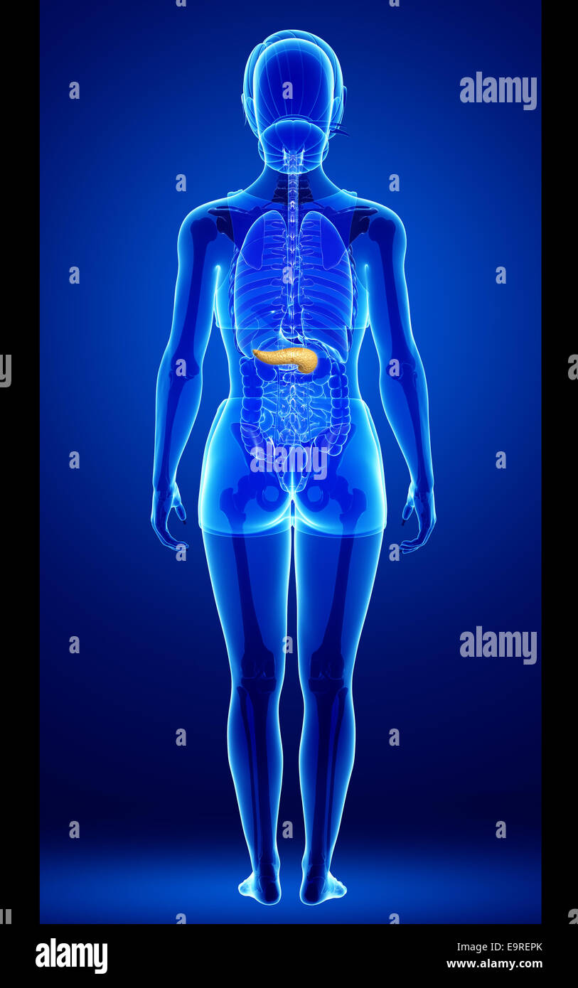 Female Endocrine System Stock Photos & Female Endocrine System Stock ...