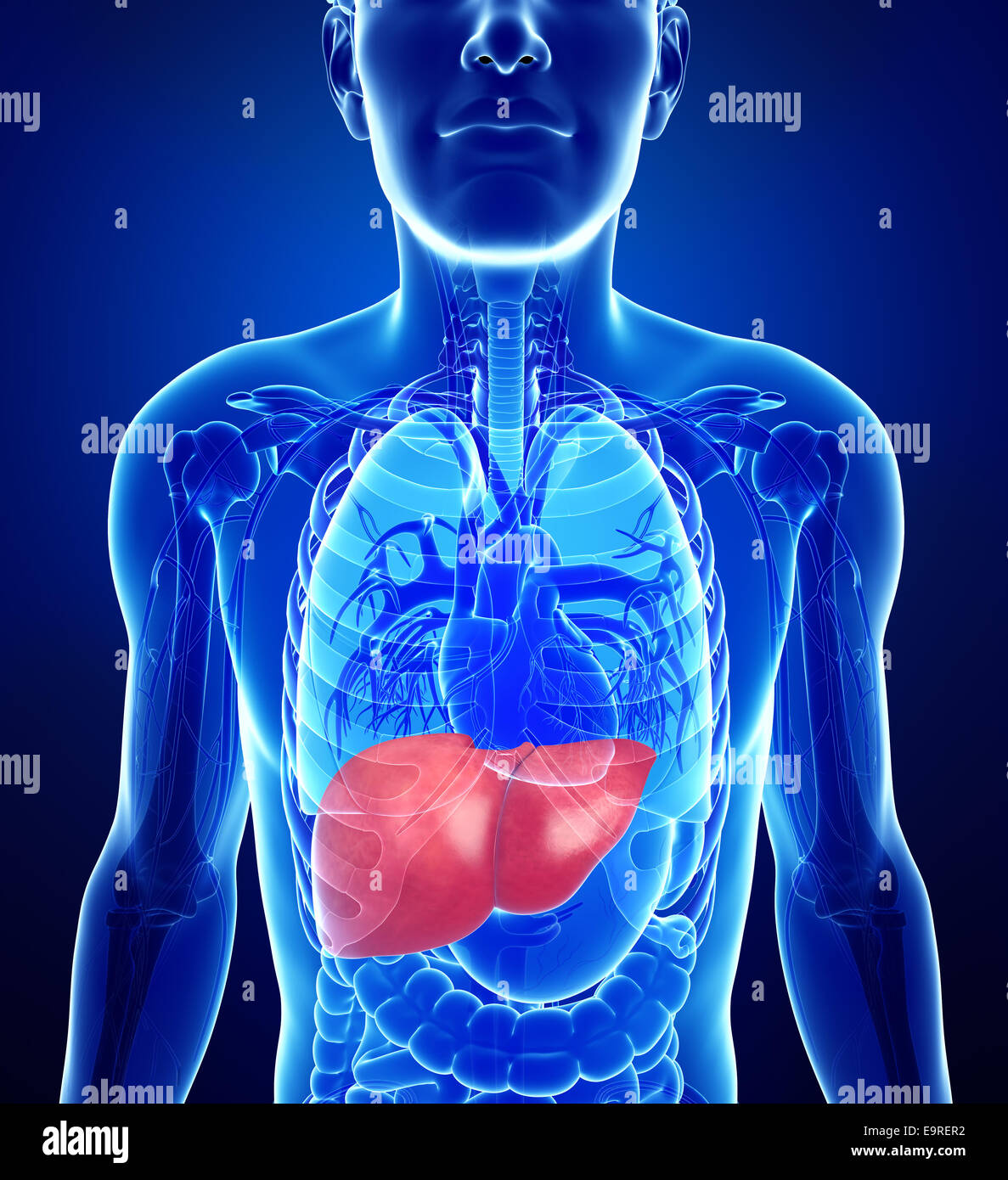 Illustration of male liver anatomy Stock Photo - Alamy