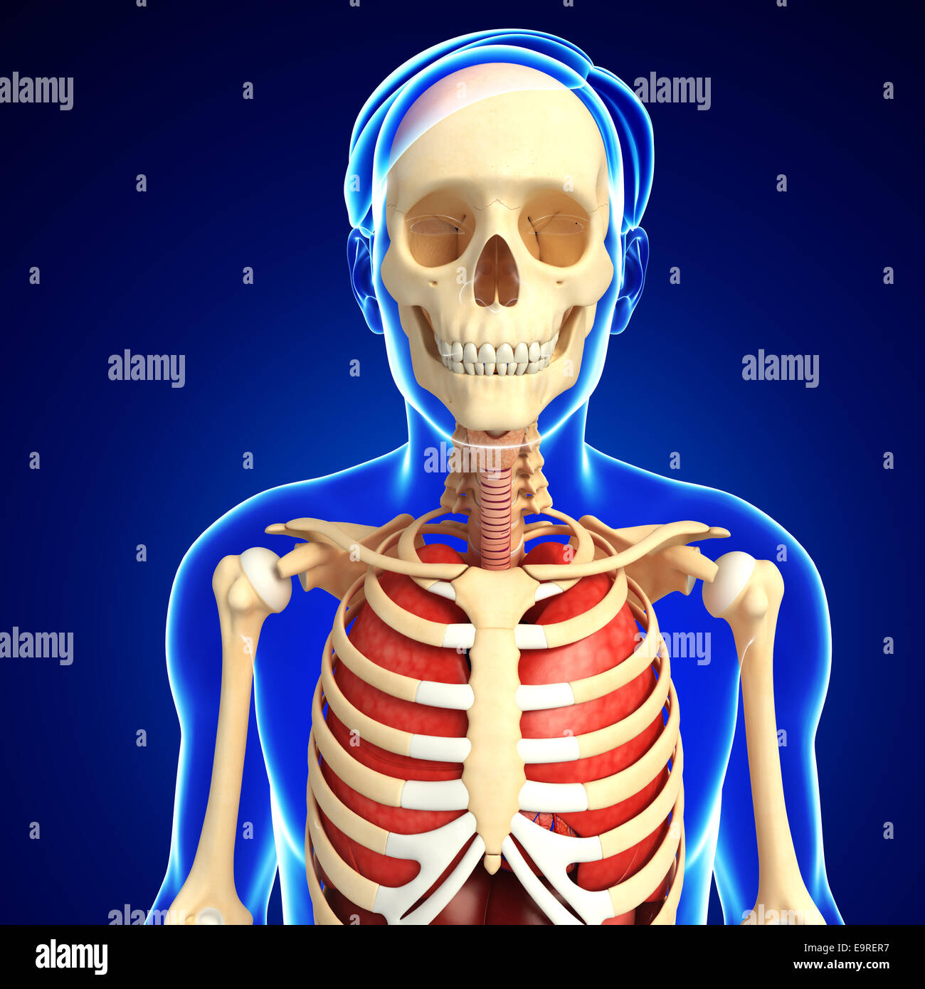 Healthy lungs artwork hi-res stock photography and images - Alamy