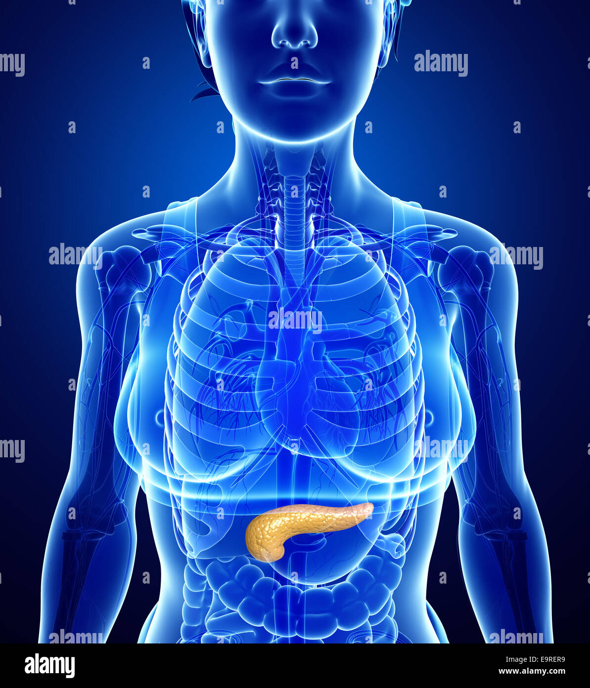 Illustration of female pancreas anatomy Stock Photo - Alamy