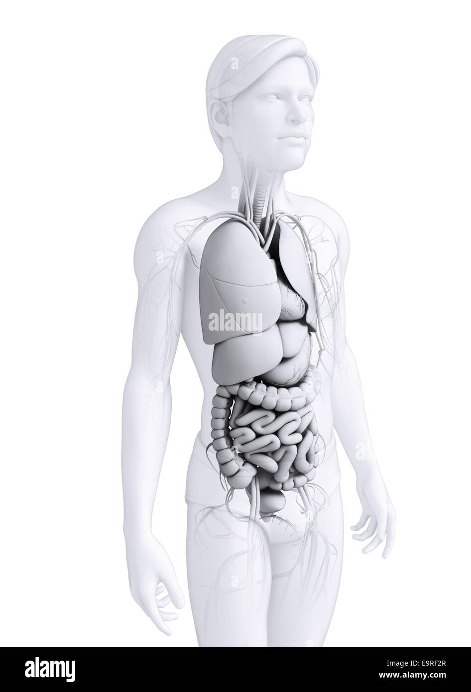 Illustration of male digestive system Stock Photo - Alamy