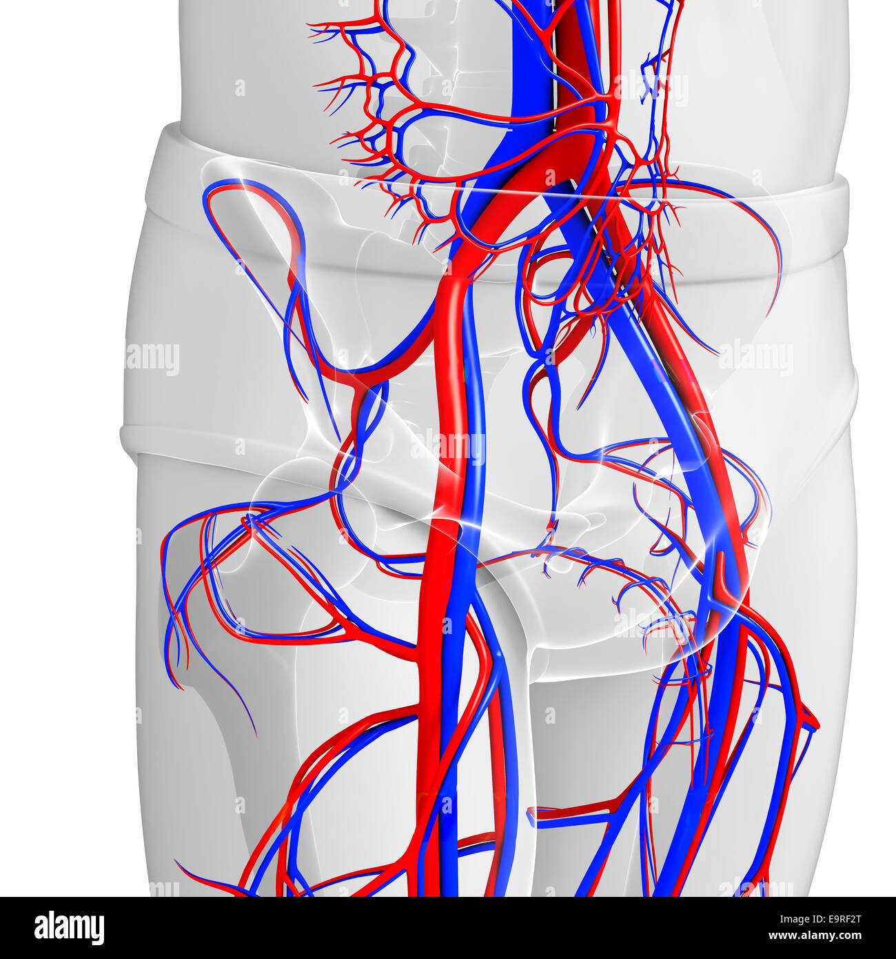 Illustration of pelvic circulatory system Stock Photo - Alamy