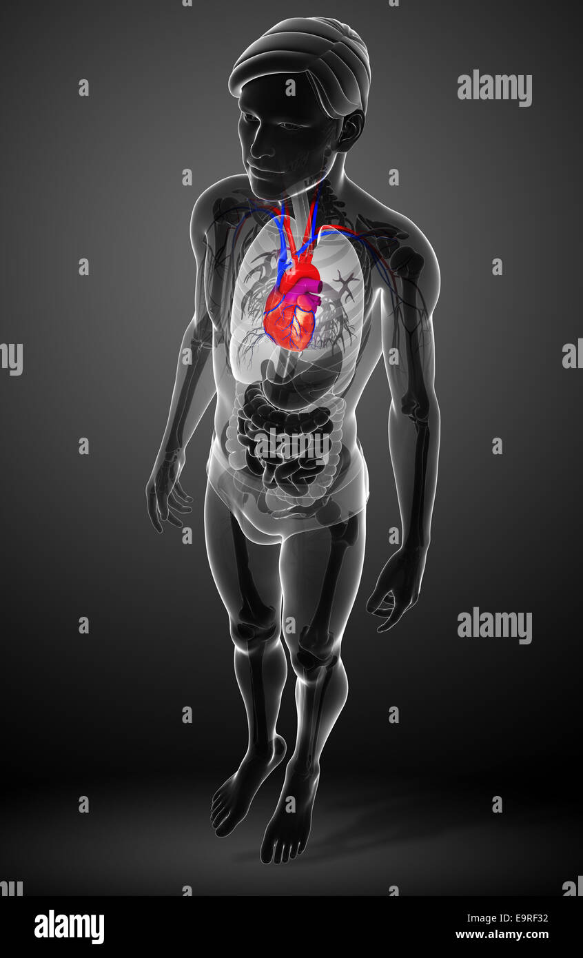 Illustration of Male heart anatomy Stock Photo - Alamy