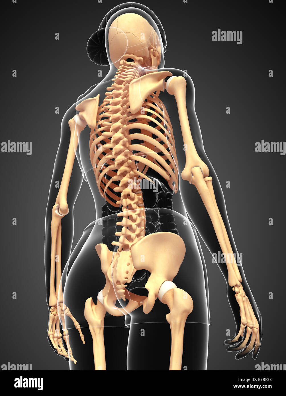Human skeleton back hi-res stock photography and images - Alamy