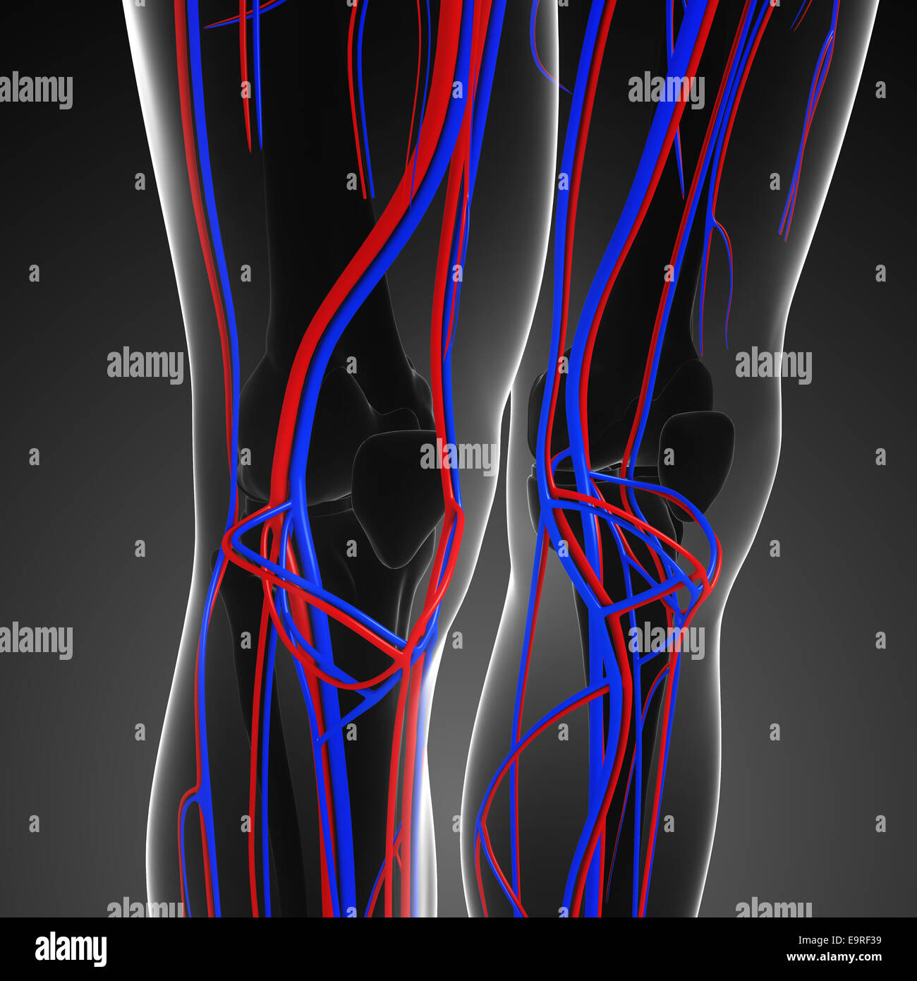Illustration of Knee circulatory system Stock Photo - Alamy