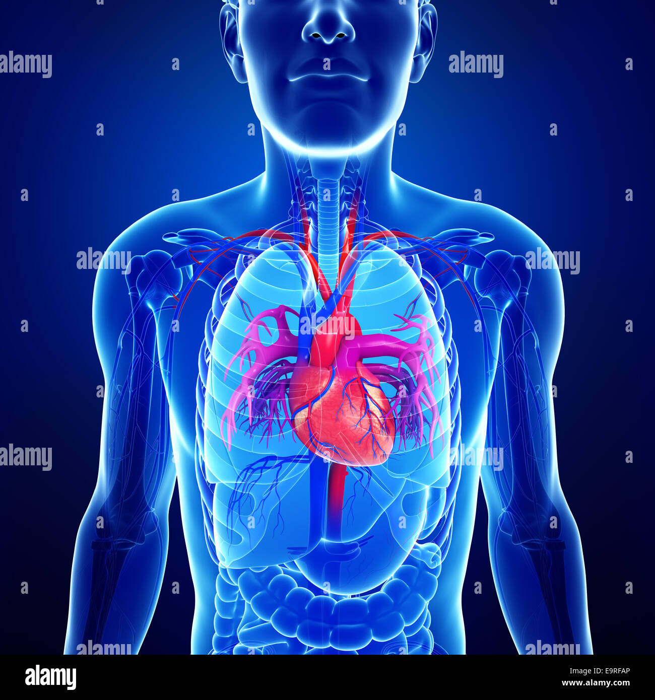 Illustration of Male heart anatomy Stock Photo - Alamy