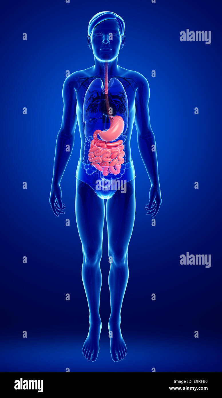 Illustration of male small intestine anatomy Stock Photo - Alamy