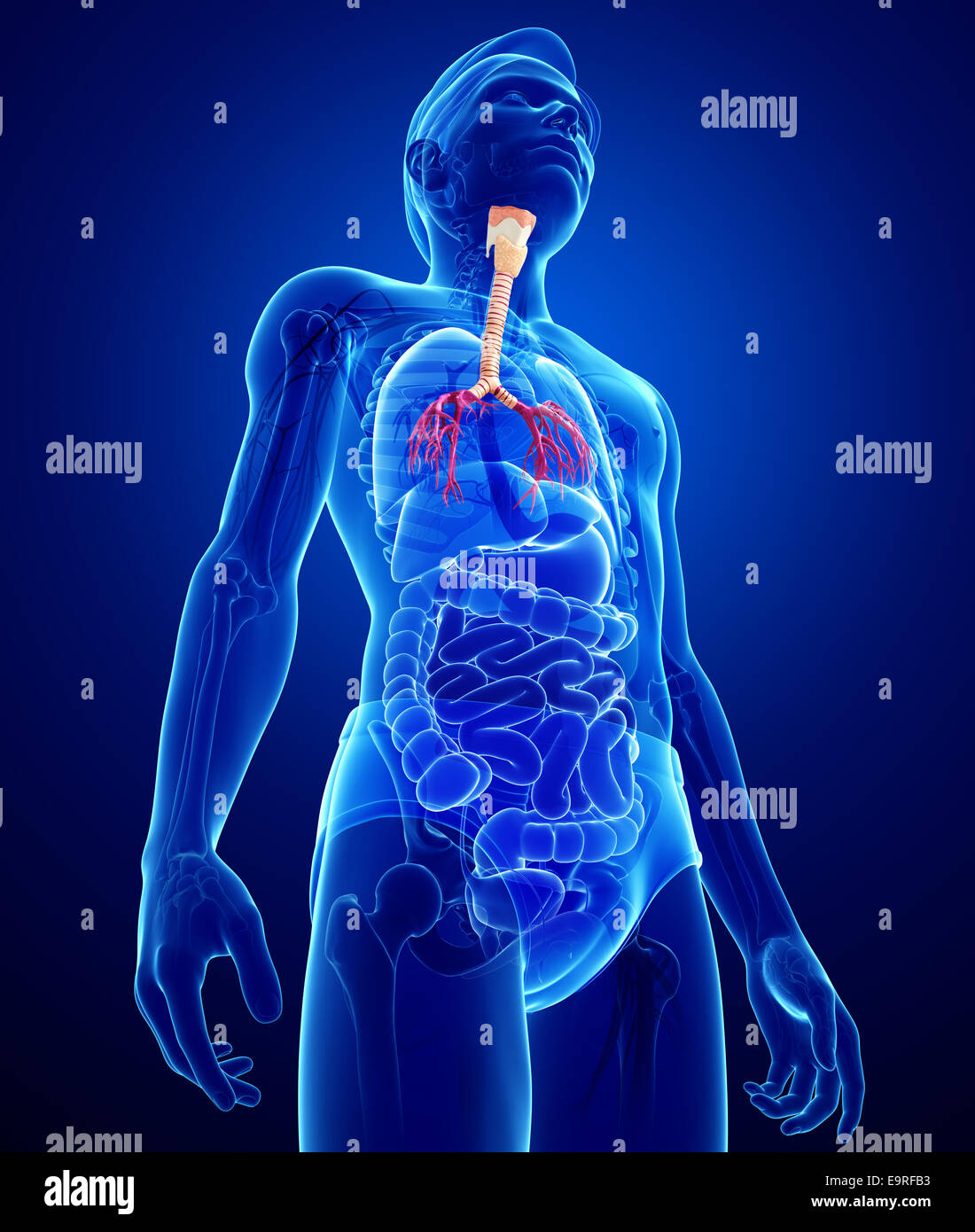 Illustration of male throat anatomy Stock Photo - Alamy