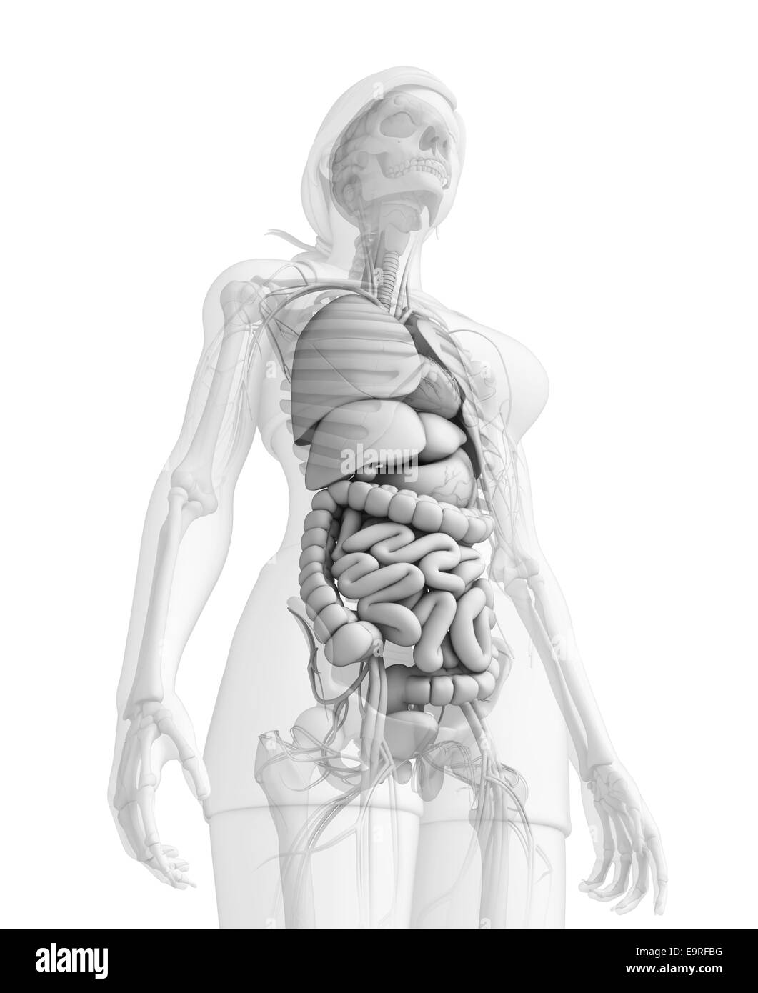 Illustration of female digestive system Stock Photo - Alamy