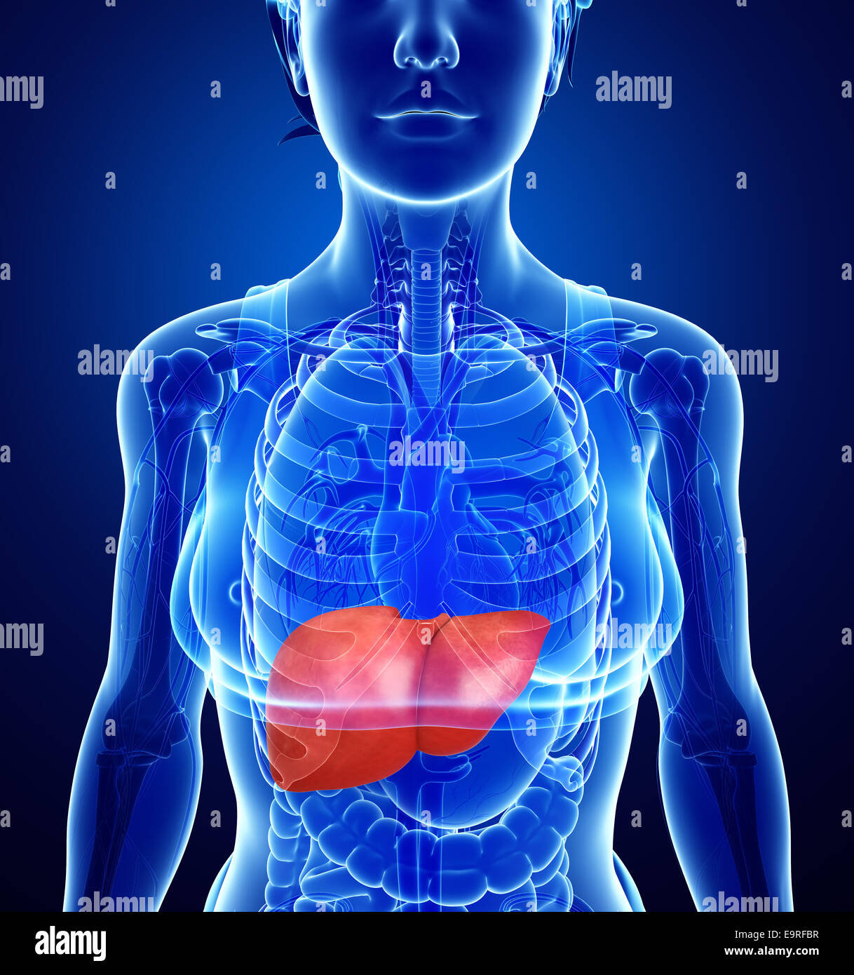 Human Liver Location Female