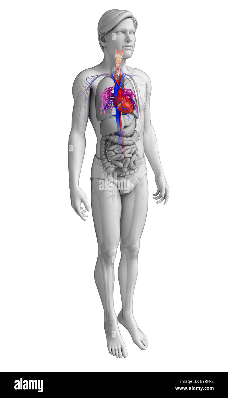 Illustration of Male heart anatomy Stock Photo - Alamy