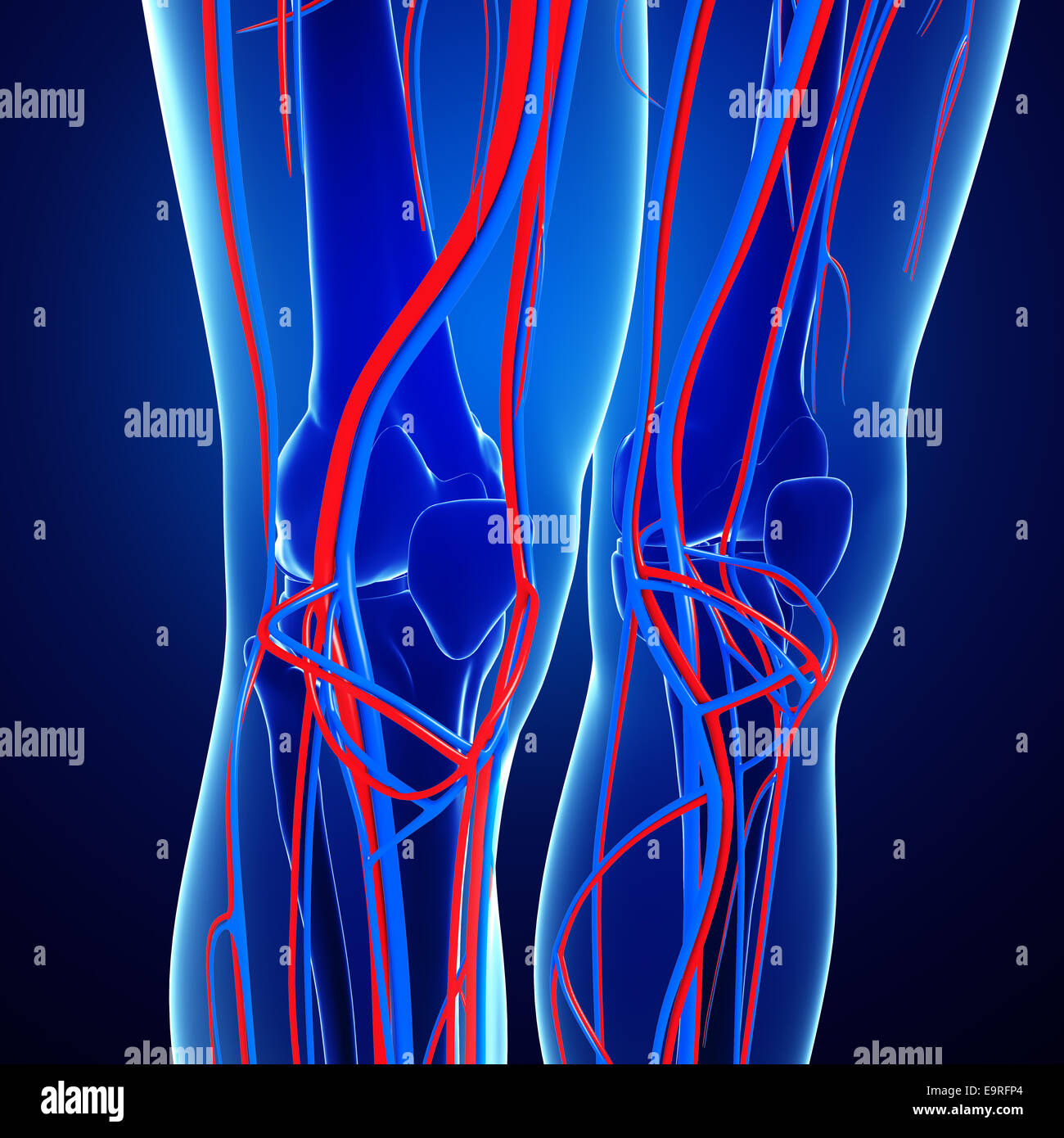 Illustration of Knee circulatory system Stock Photo - Alamy