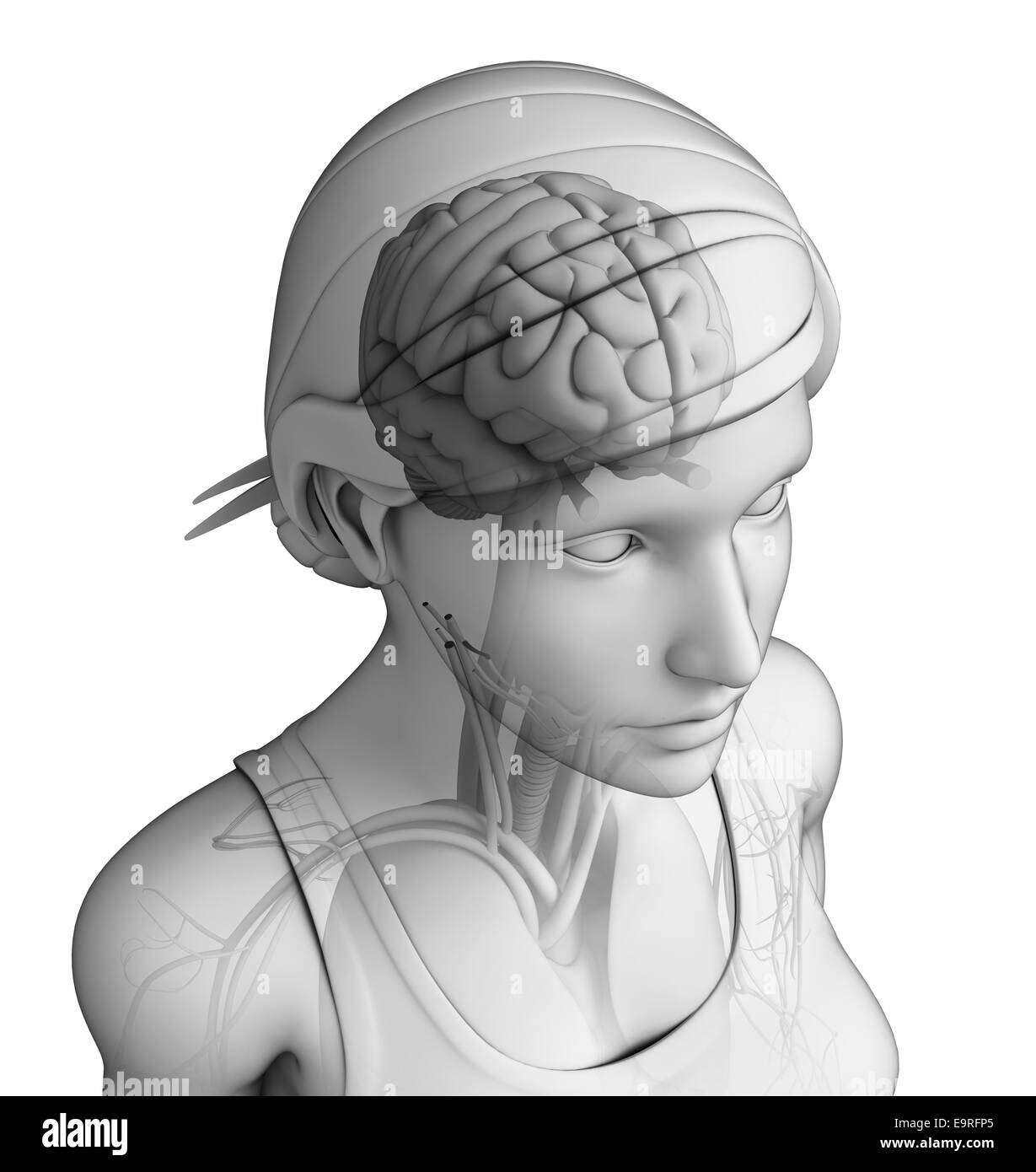 Illustration of human head anatomy Stock Photo - Alamy