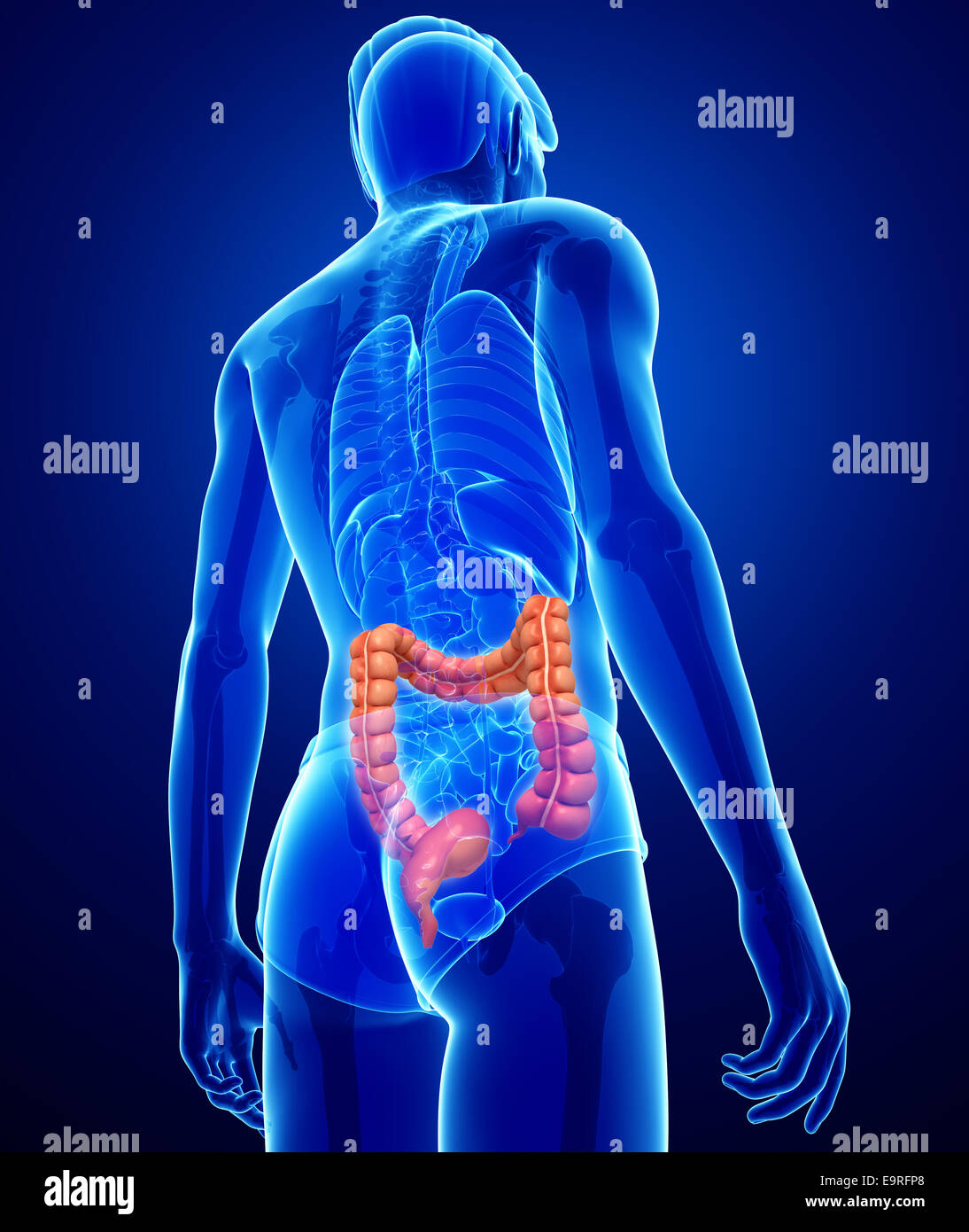 Rectum male hi-res stock photography and images - Alamy