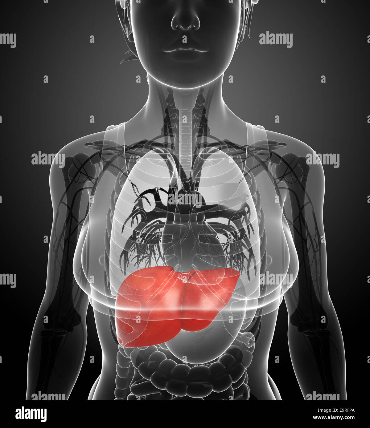 Illustration of Female liver anatomy Stock Photo - Alamy