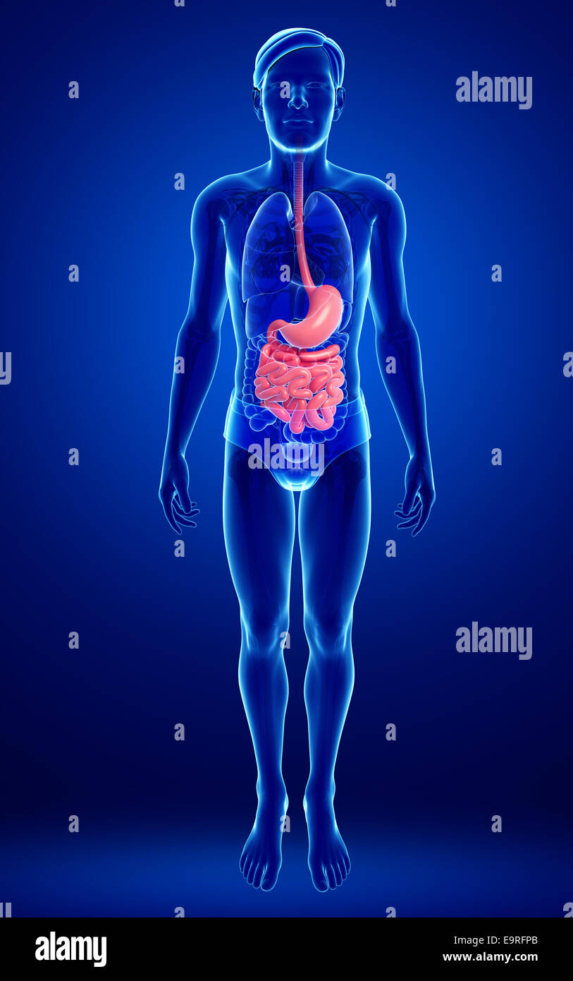 Illustration of male small intestine anatomy Stock Photo - Alamy