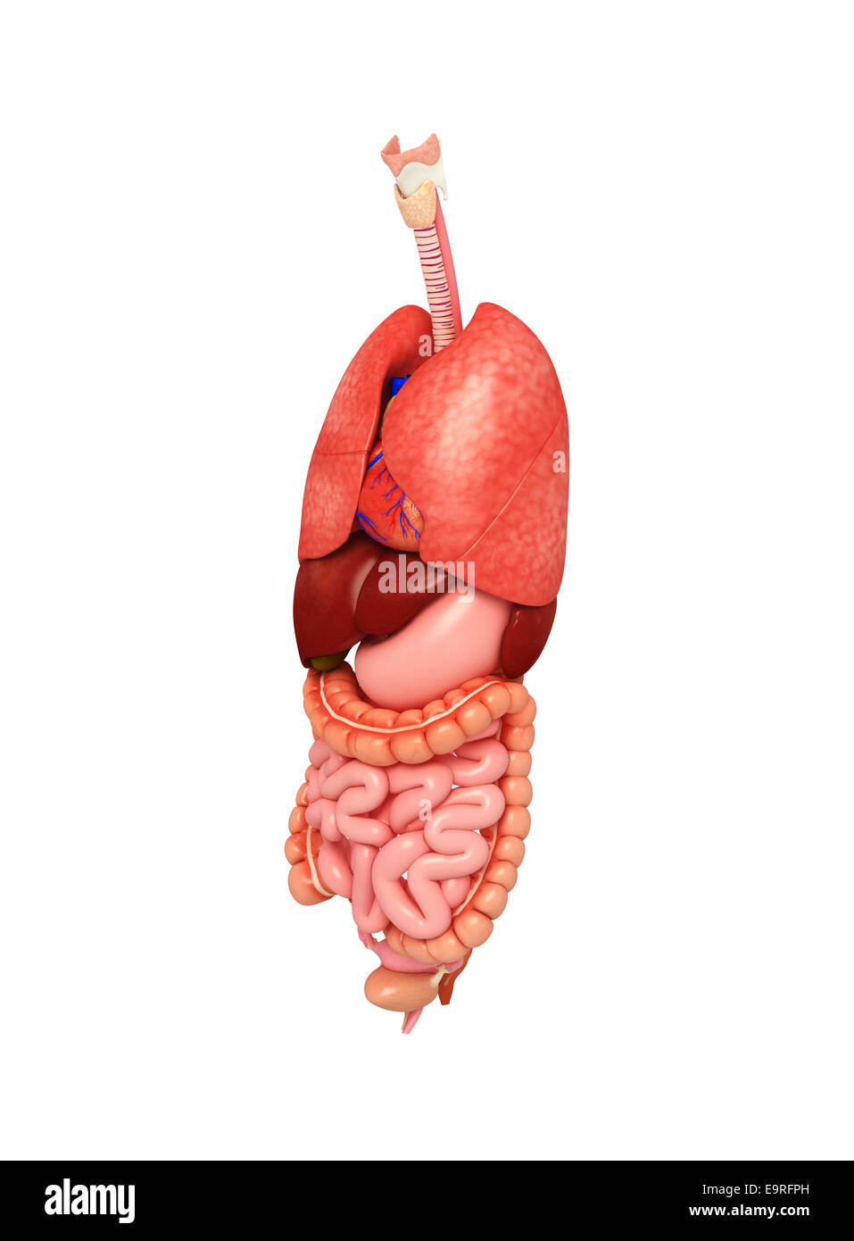 Illustration of female digestive system artwork Stock Photo - Alamy